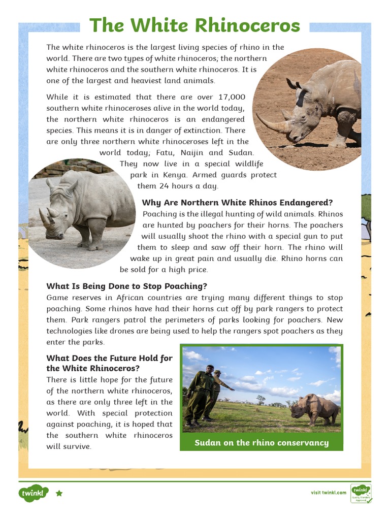 The White Rhinoceros Differentiated Reading Comprehension Activity ...