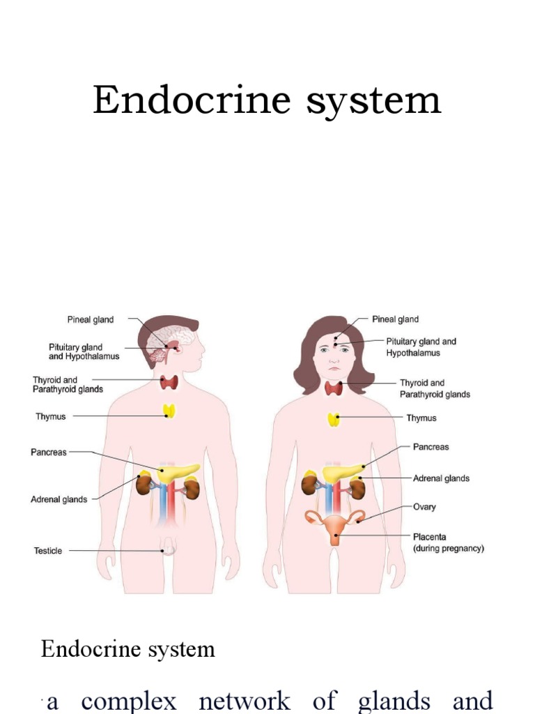 Endocrine System | PDF | Endocrine System | Human Body