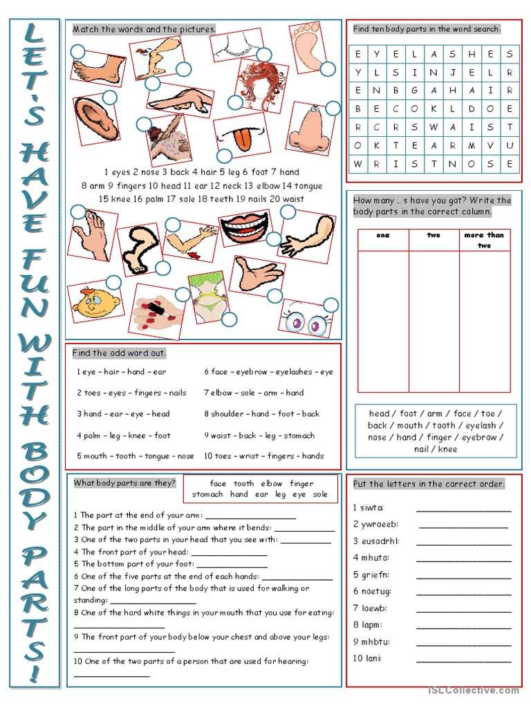 Parts of The Body Vocabulary Exercises PDF | PDF | Hand | Foot