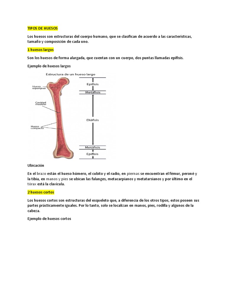 Tipos de Huesos | PDF | Sistema esquelético | Sistema musculoesquelético