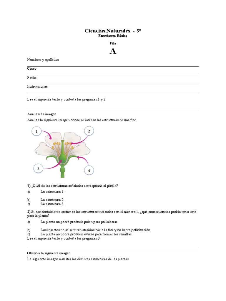 evaluacion-A-176354 3° plantas | PDF | Flores | Plantas