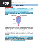 Desarrollo Embrionario III Neurulación | PDF | Anatomía | Biología del ...