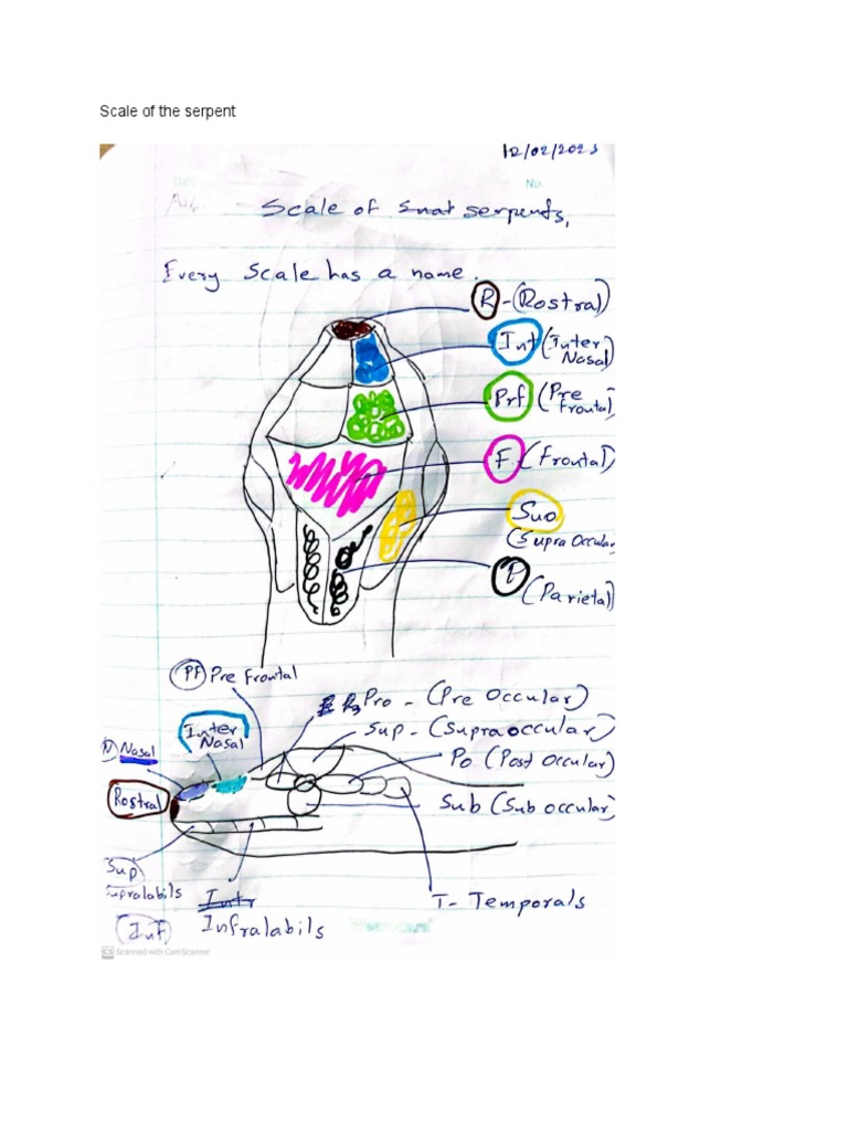 Scale of The Serpent | PDF | Snake | Zoology