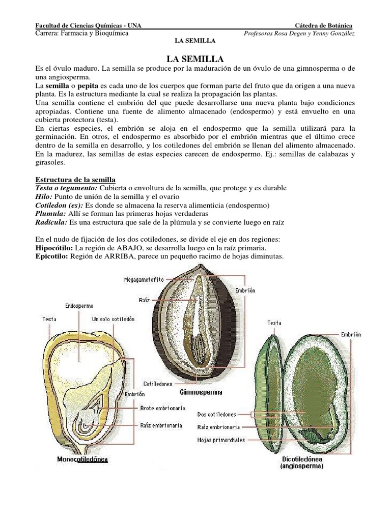 La Semilla | PDF | Semilla | Germinación