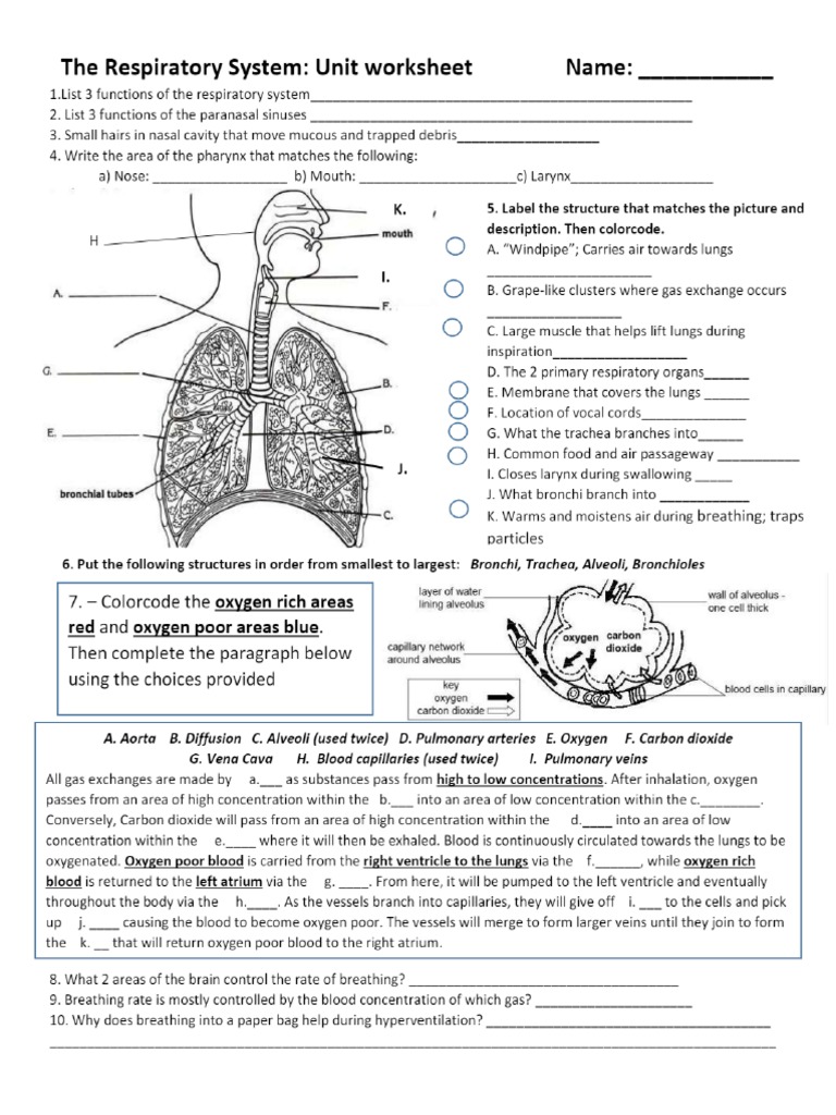 Respiratory Worksheet2019 PDF | PDF