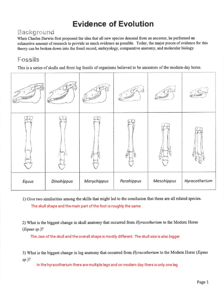 Evidence Of Evolution Packet Pdf Birds Skull