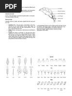 Types of Leaf Bases Explained | PDF | Leaf | Plants