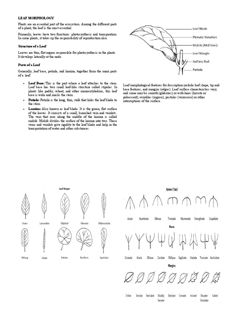 Leaf Morph Template | PDF | Leaf | Plants