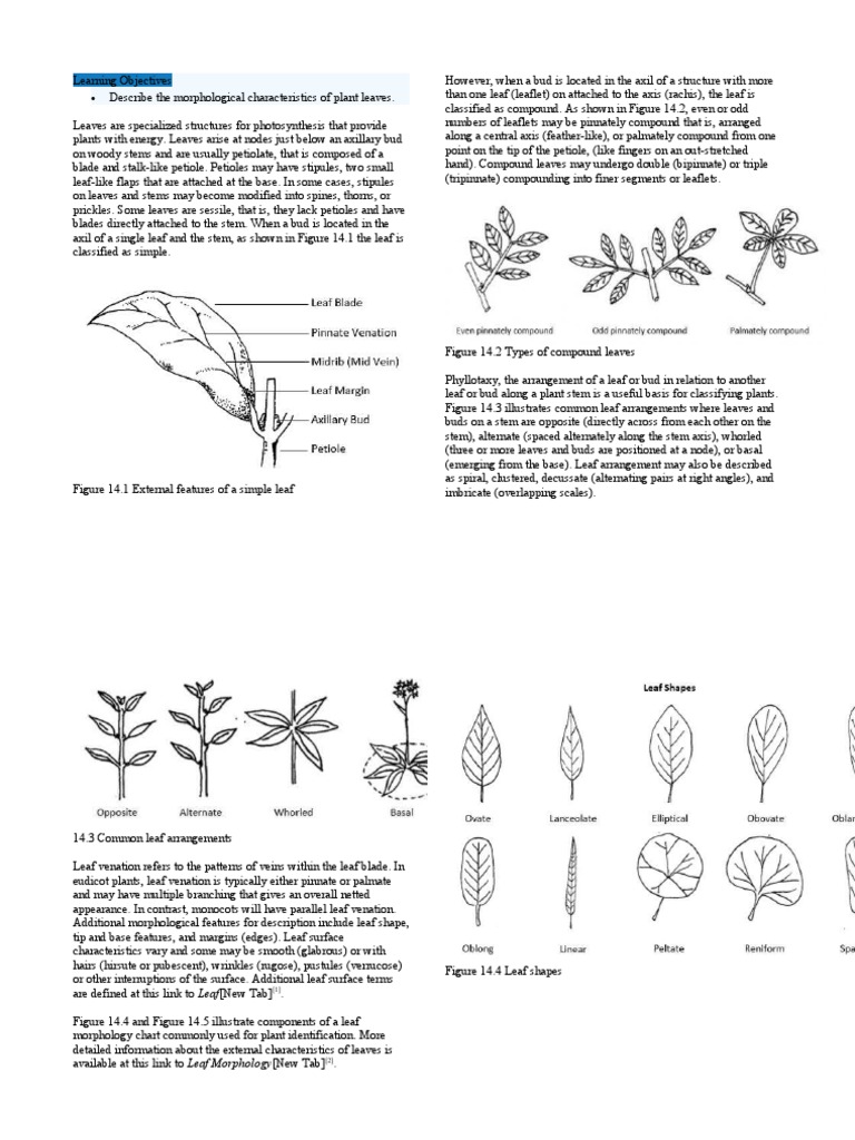 Leaf Morphology | PDF | Leaf | Plant Morphology