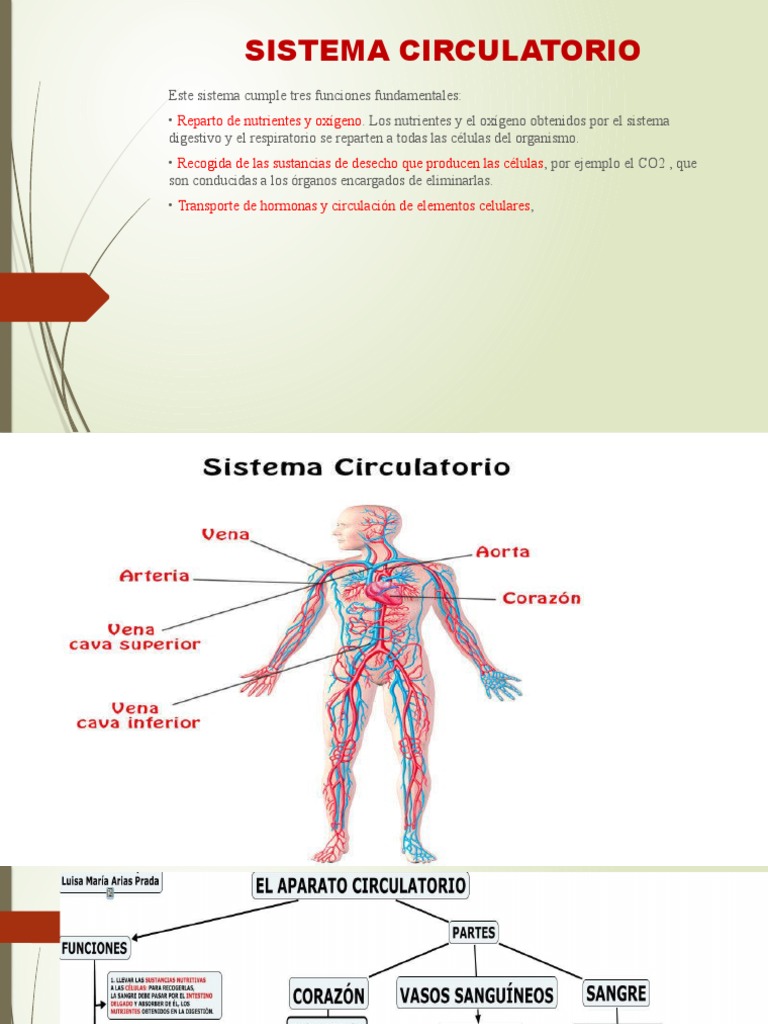 20. SISTEMA CIRCULATORIO | PDF