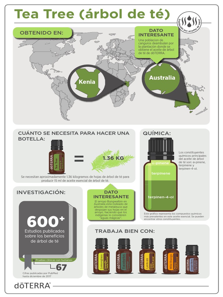 Infographic Tea Tree PDF | PDF | Productos naturales | Plantas