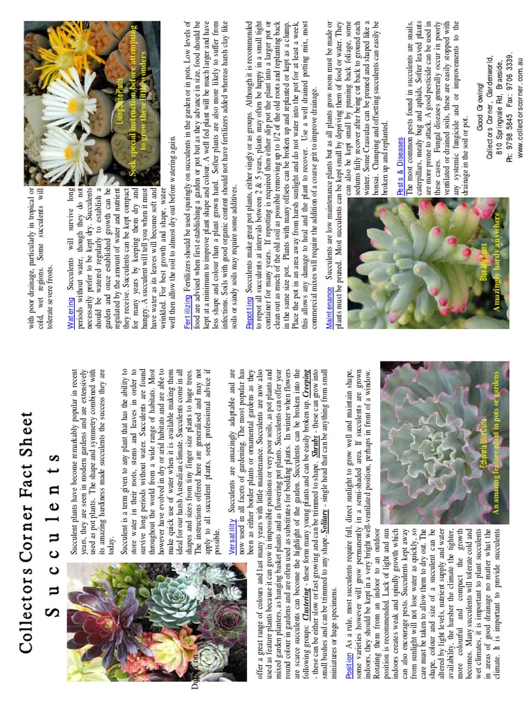 Succulents 1 | PDF | Succulent Plant | Houseplant