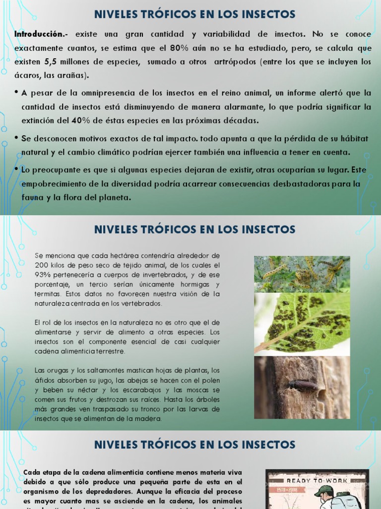 Niveles Tróficos de Insectos en Ecosistemas | PDF | Red alimentaria ...