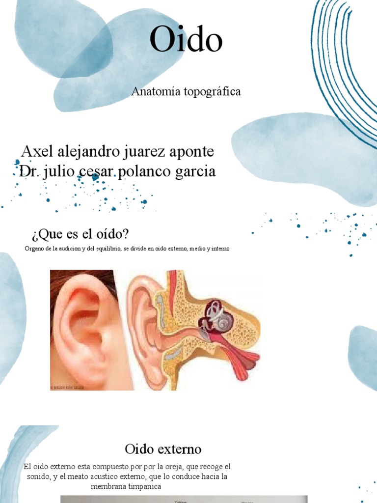 Anatomía del Oído y sus Estructuras | PDF | Otorrinolaringología ...