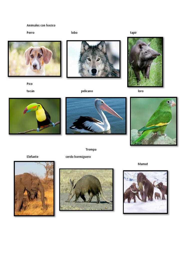Animales Con Hocico | PDF