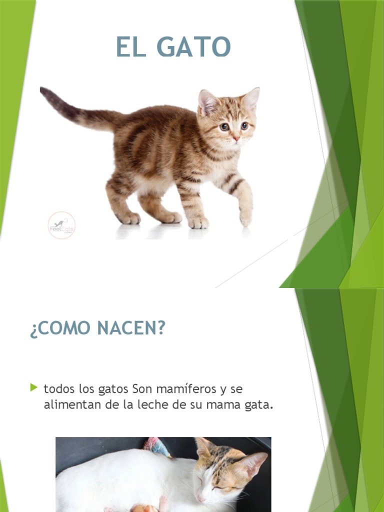 El Gato | PDF