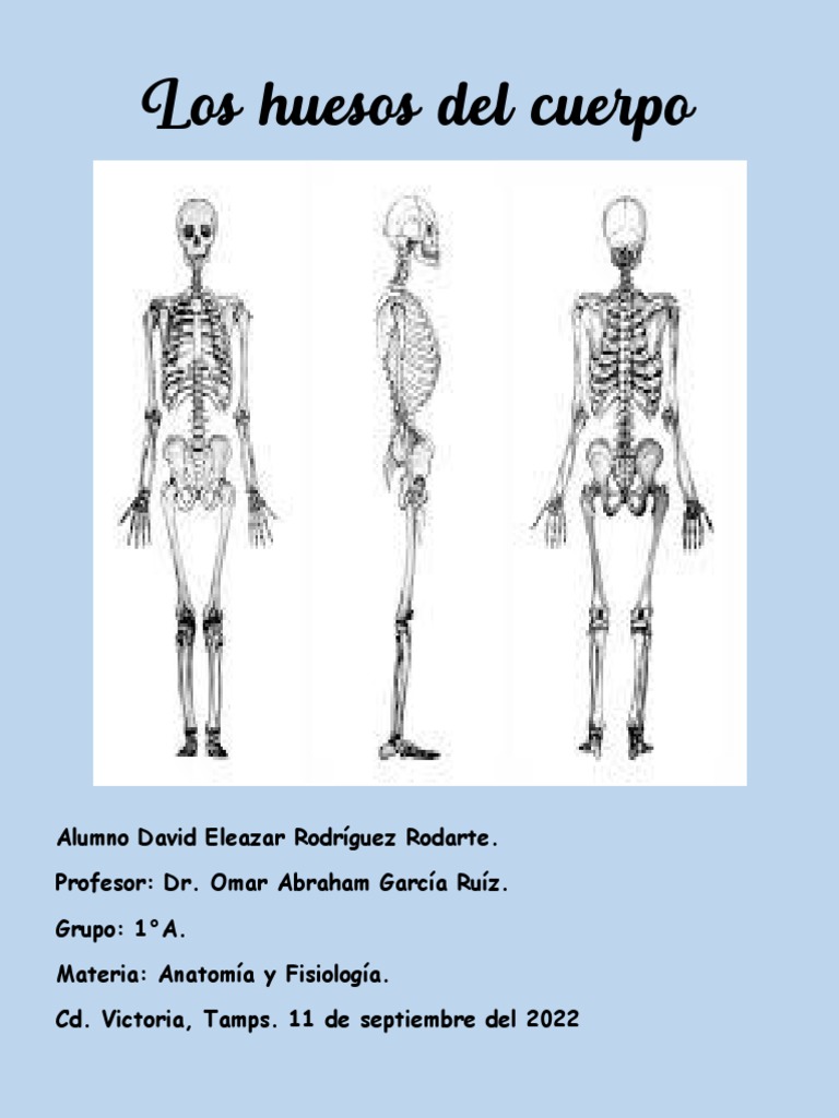 206 Huesos (Anatomia y Fisiologia) | PDF | Hueso | Esqueleto