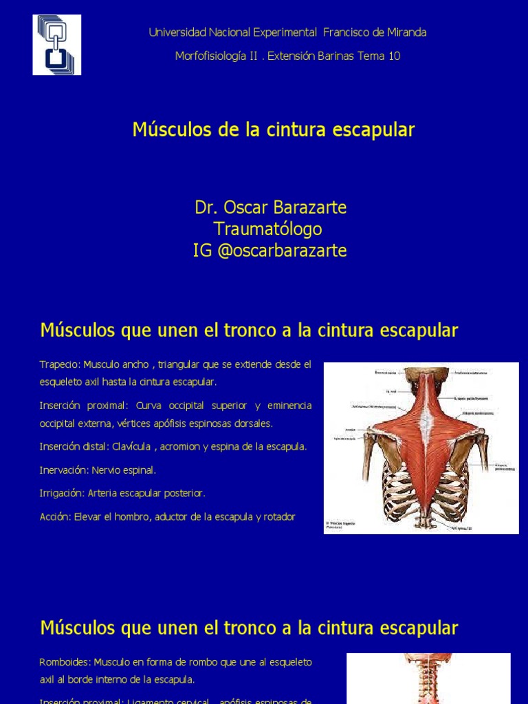 Músculos de la Cintura Escapular | PDF | Hombro | Extremidades (anatomía)
