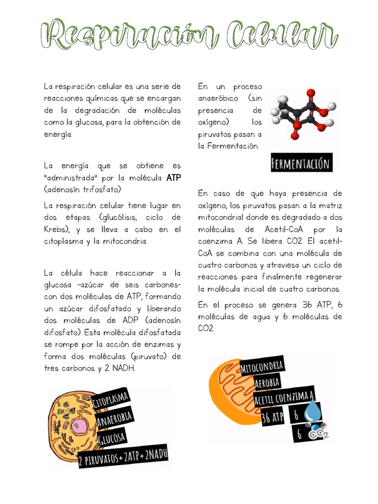 La Respiración Celular y Glucólisis | PDF | Respiración celular ...