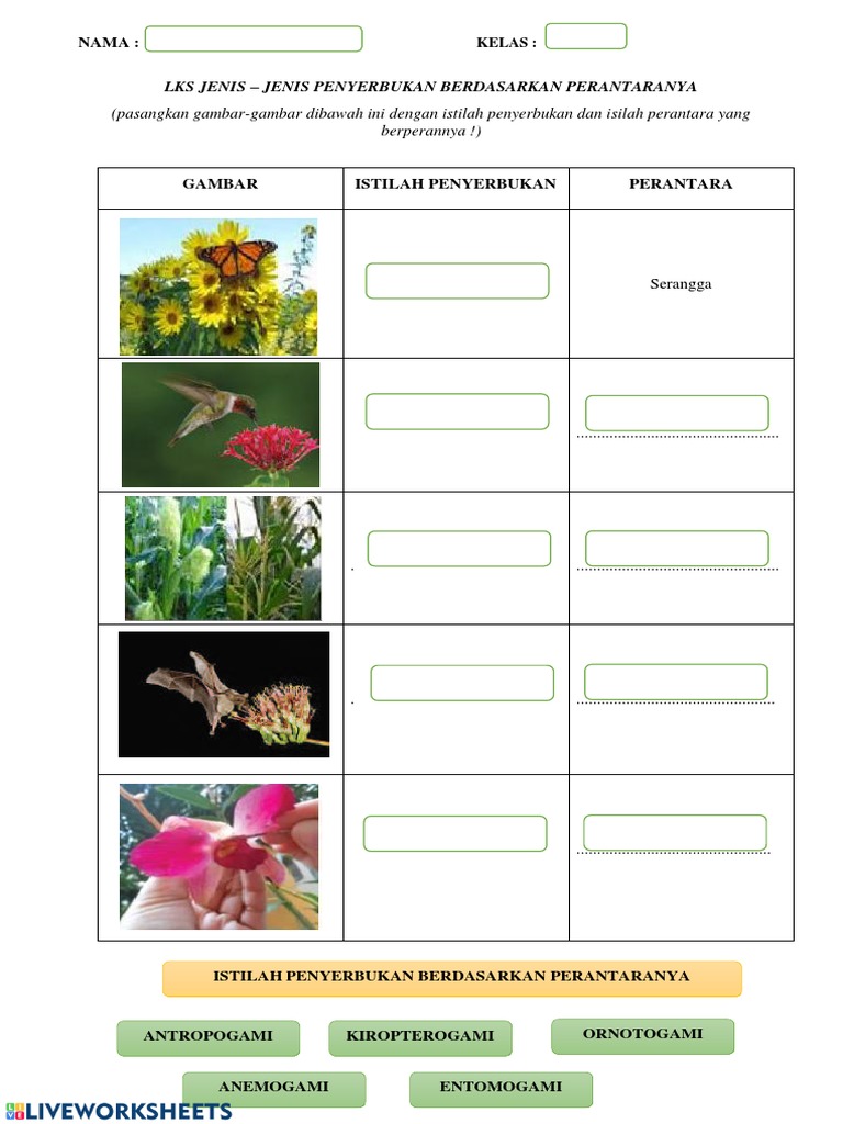 Jenis Penyerbukan Dengan Perantara PDF | PDF