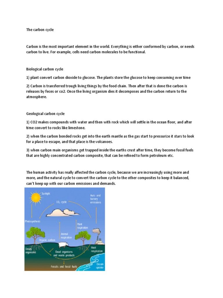 The Carbon Cycle | PDF