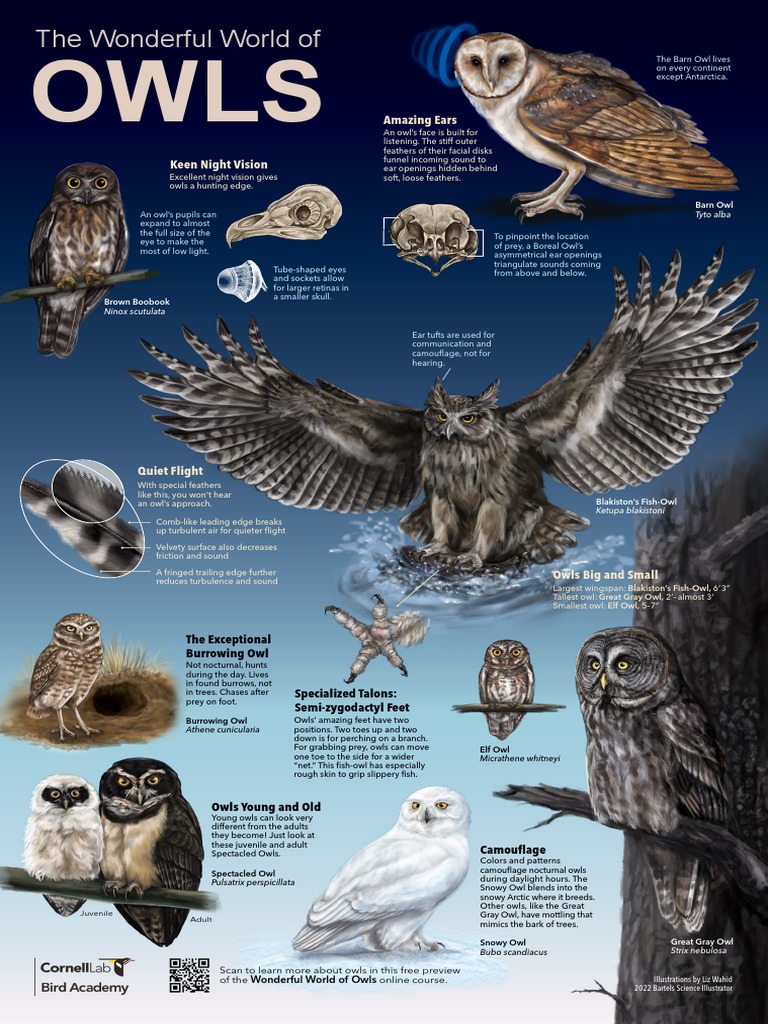 The Wonderful World of Owls - Poster - 2022 - Online | PDF | Owl ...
