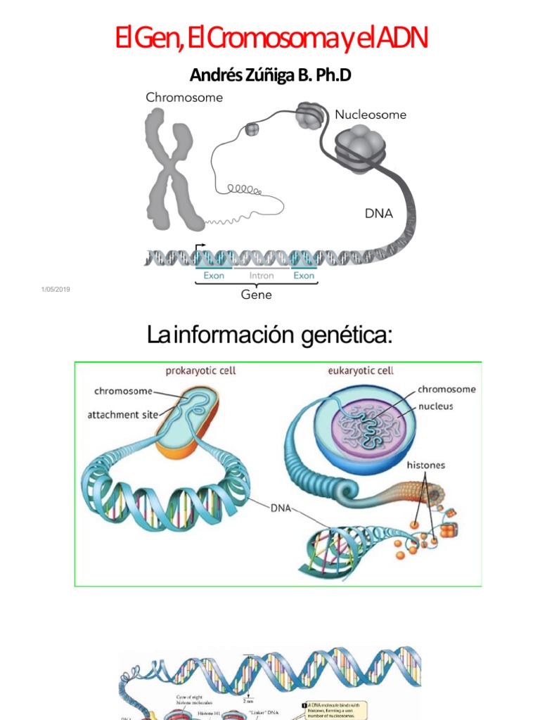 Clase 1. El Gen, El Cromosoma y El ADN PDF | PDF | Adn | Replicación De Adn
