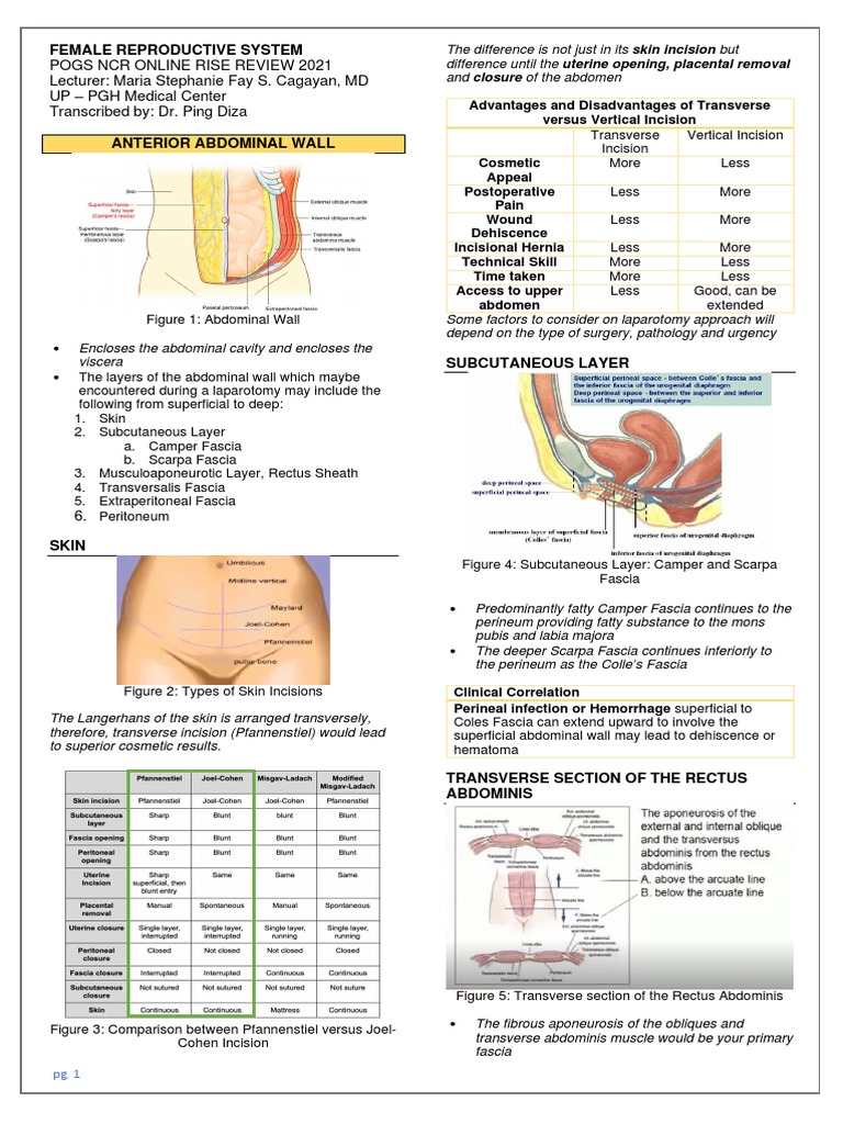 RISE REVIEW - Female Reproductive System | PDF | Vagina | Uterus