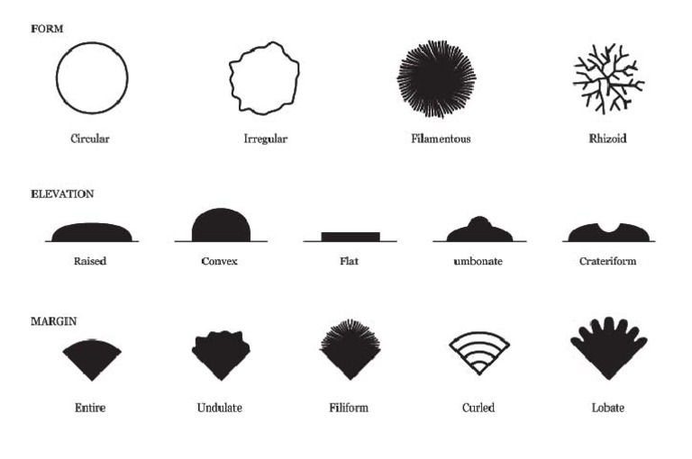 Colony Morphology | PDF