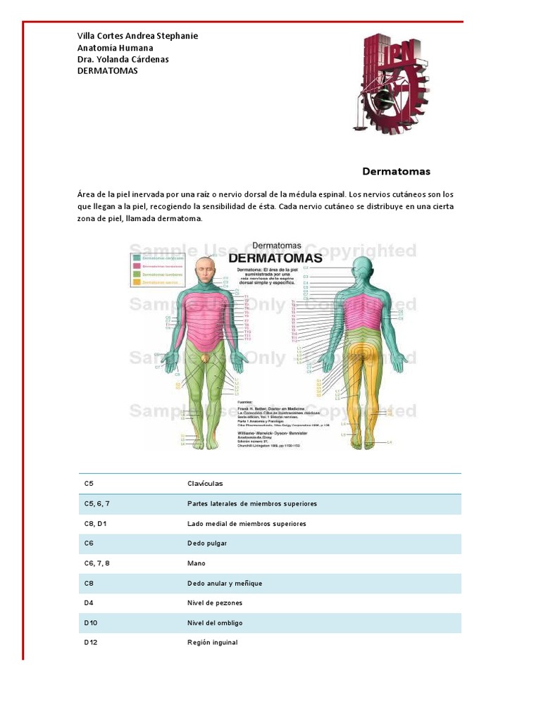 Dermatomas y Lesiones Nerviosas | PDF | Mano | Nervio