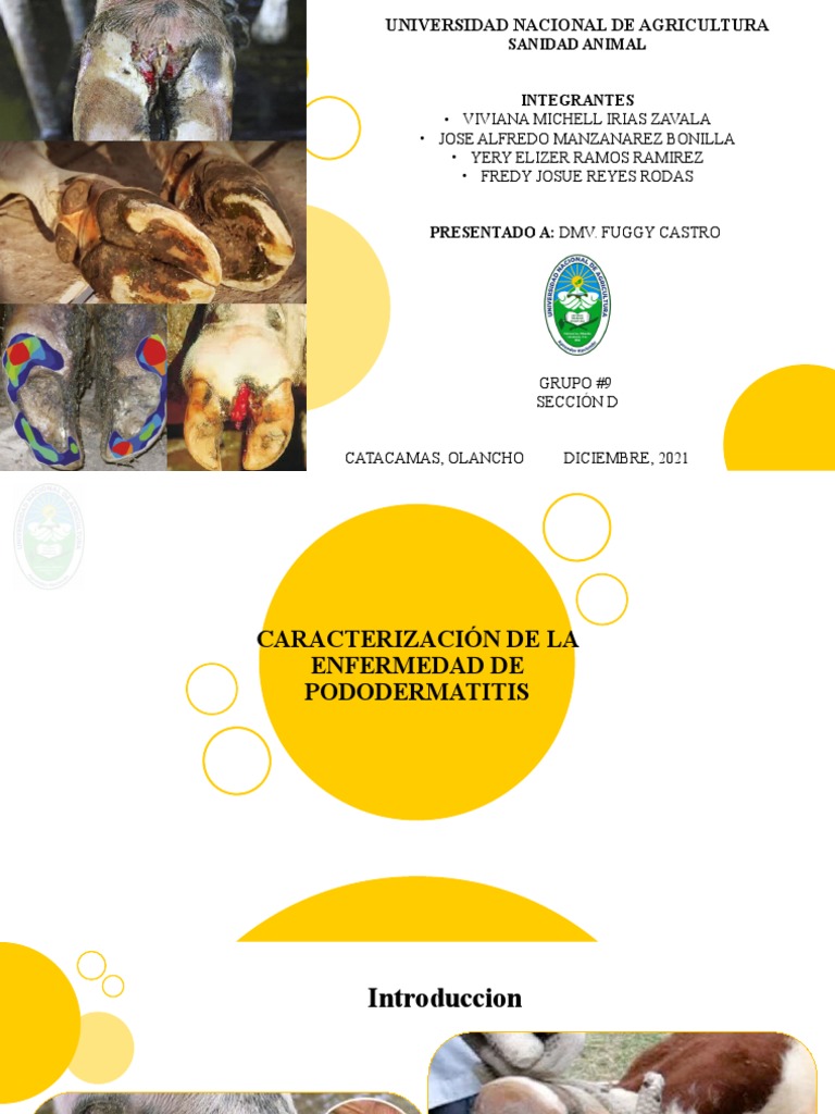 Pododermatitis Bovina: Causas y Prevención | PDF | Medicina CLINICA ...
