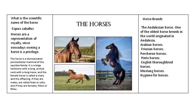 The Horses | PDF