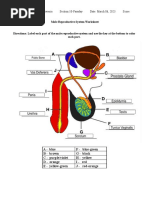 Male and Female Reproductive System Quiz | PDF | Reproductive System ...
