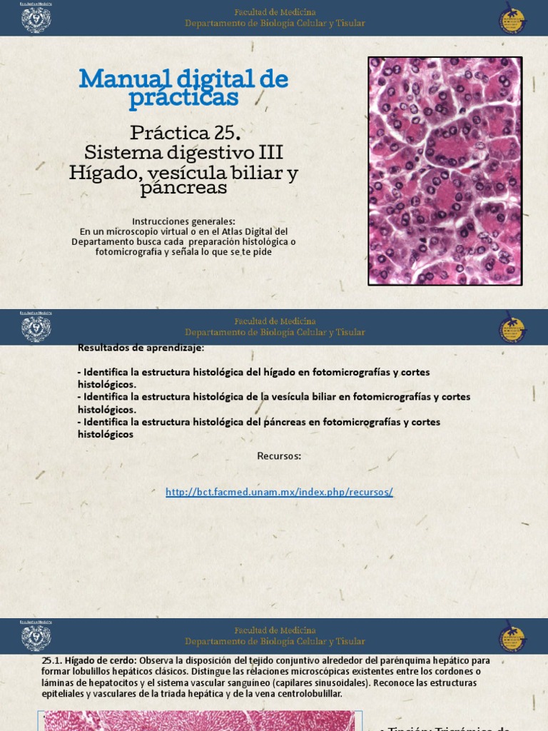 Cortés de Haro María Regina - PRACTICA 25. SISTEMA DIGESTIVO III | Descargar gratis PDF ...