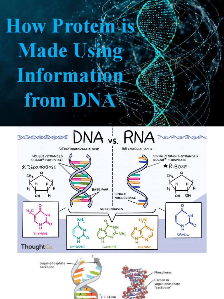 How Proteins Are Made from DNA | PDF | Translation (Biology) | Rna
