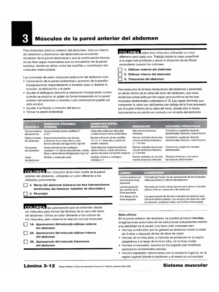 Laminas netter 8 | PDF