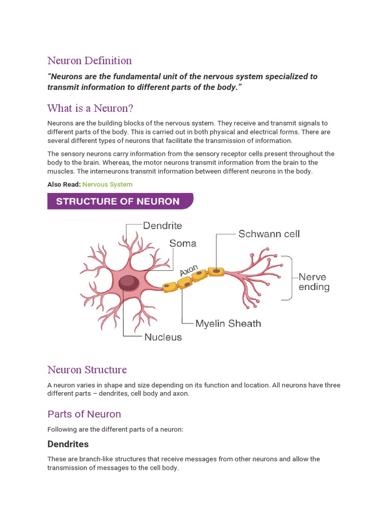 The Neurons | Download Free PDF | Neuron | Synapse