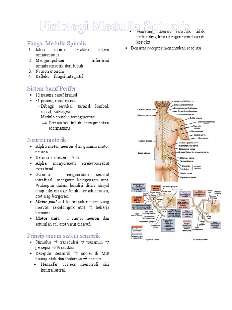 [FISIO] Fungsi Medulla Spinalis.docx | PDF