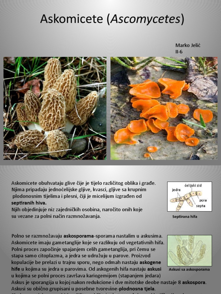 Askomicete (Ascomycetes) | PDF