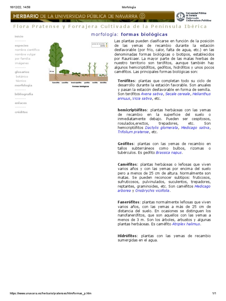 Morfología 2 | PDF | Plantas | Cultivos