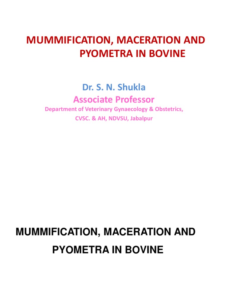 Mummification Maceration Pyometra | PDF | Uterus | Fetus