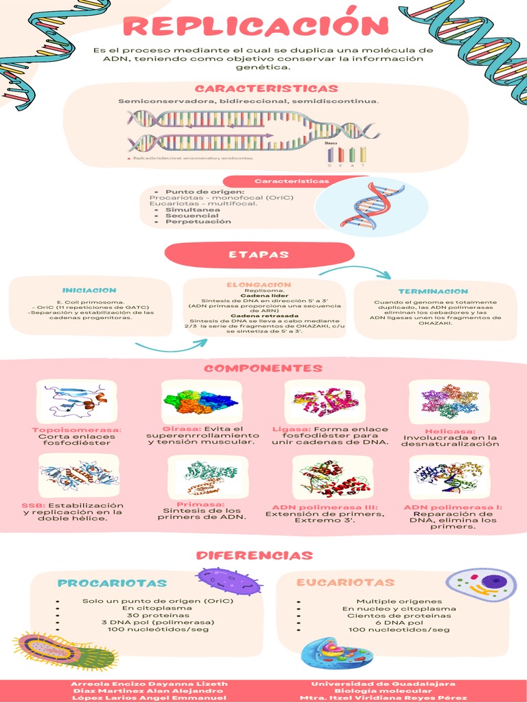 Infografía Replicacion | PDF | Replicación De Adn | Adn