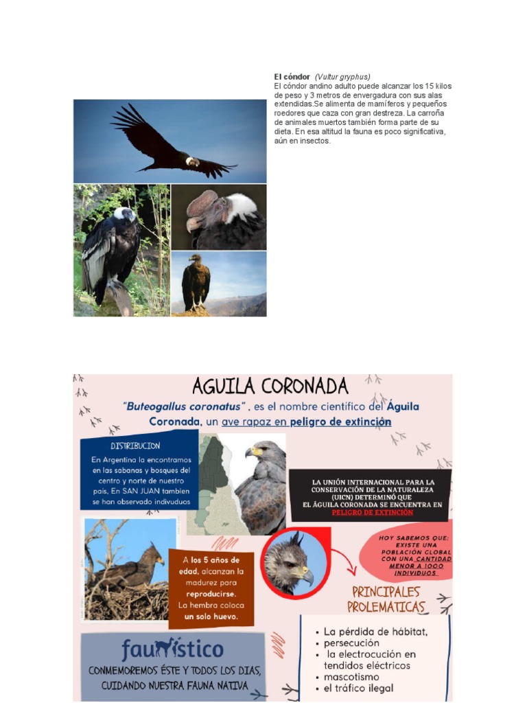 El Cóndor | PDF | Fauna | Puma