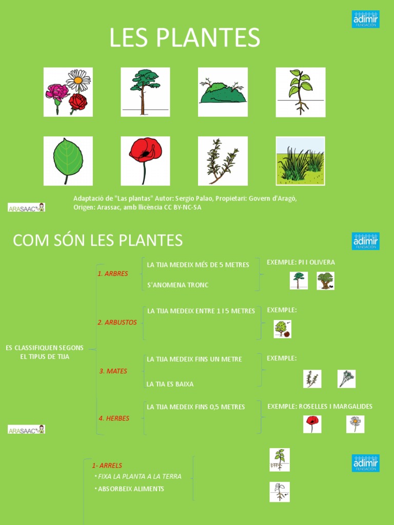 13 Power Point - Las Plantas 1 | PDF