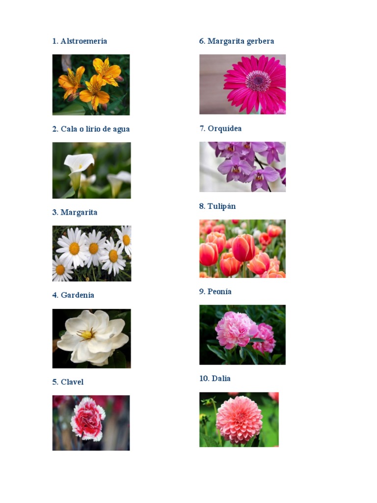 35 Tipos de Flores y Sus Nombres | PDF