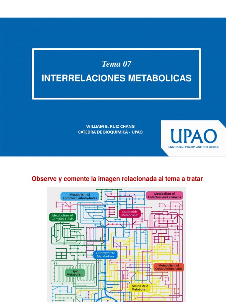 Sesión 07 - Interrelaciones Metabólicas | PDF | Glucógeno | Productos ...