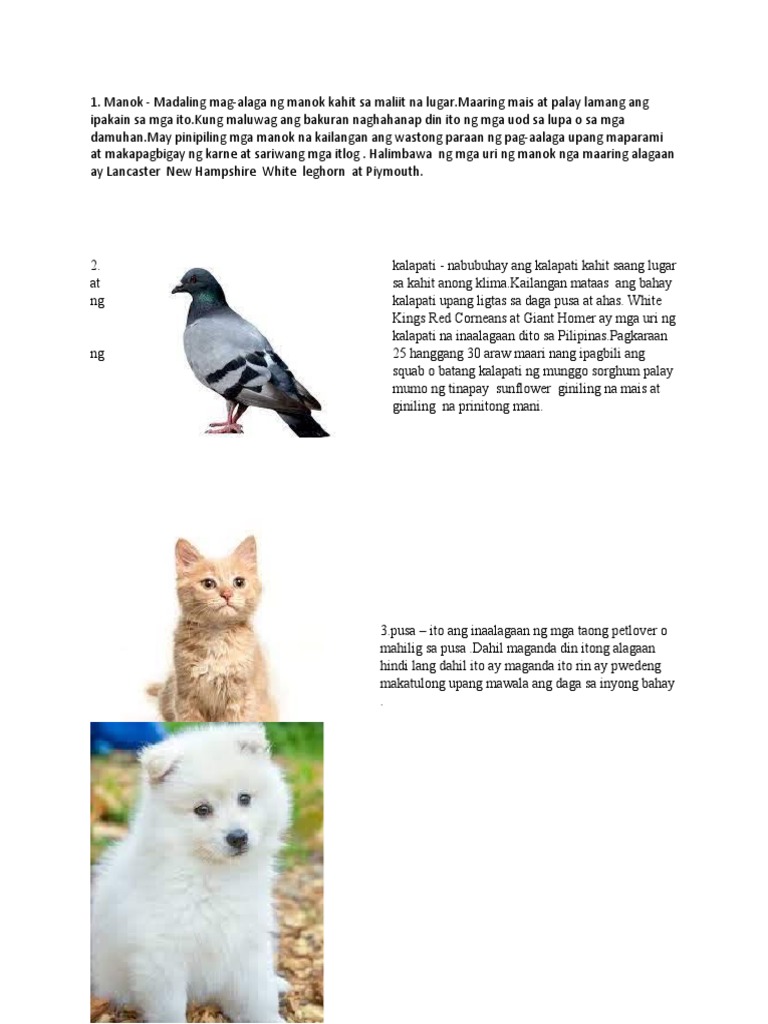 Romer Animals | PDF