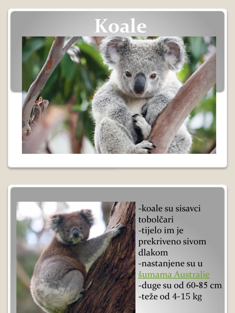 Koale Prezentacija | PDF