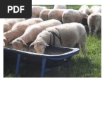 Handbook For Intensive Sheep Farming | PDF | Sheep | Fetus