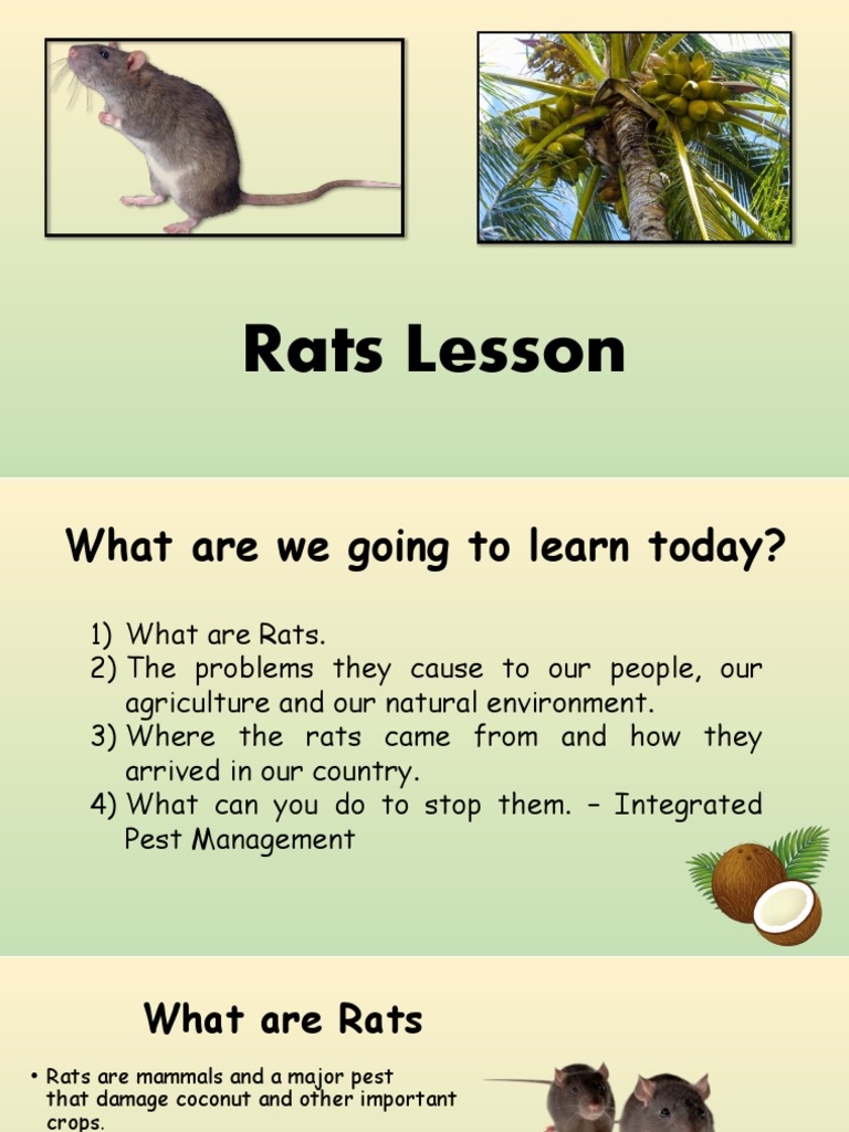 Rats Powerpoint | Download Free PDF | Creative Commons License | Rat